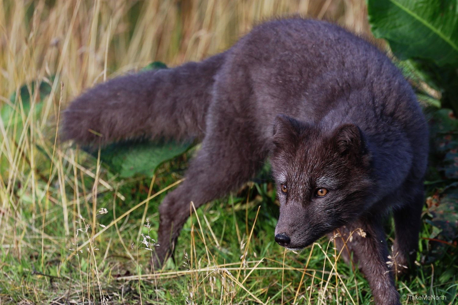 Iceland's Blue Fox: Between Folklore and Farmers | Take Me North